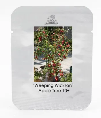 US$ 1.10 - Unusual Dwaft 'Weeping Wickson' Red Apple Tree Extraordinary ...