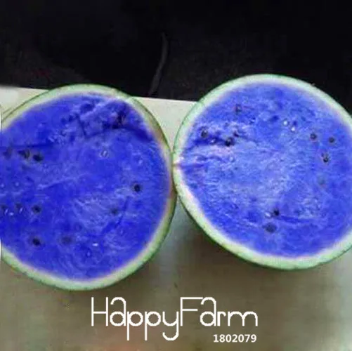 50 Pcs Garden Blue Flesh Watermelon Plantas Water Melon Bonsai Plants ...