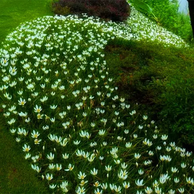 Zephyranthes Candida Seed, Onion Orchid Seeds, 100pcs/pack