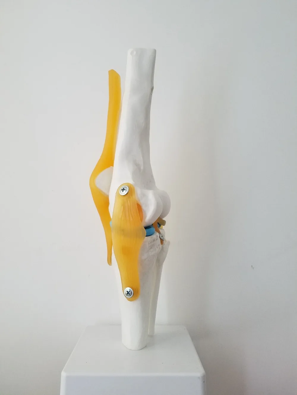 Medical Life Size Human Body Anatomical Knee Joint Ligament Model ...
