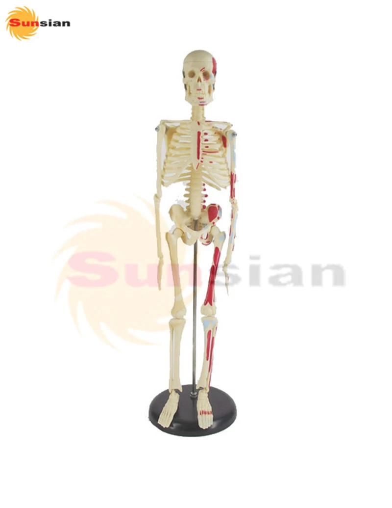 45cm human skeleton model with colored muscle ,human skeleton ...
