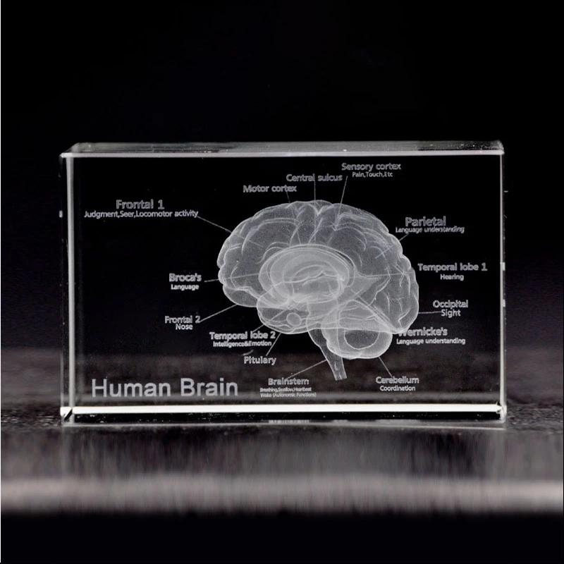 3d Human Anatomical Model Paperweight Laser Etched Brain Crystal Glass ...