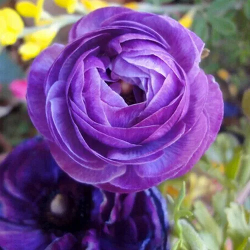 Multi-Color Ranunculus Asiaticus Flower Seeds, 100pcs/pack ...