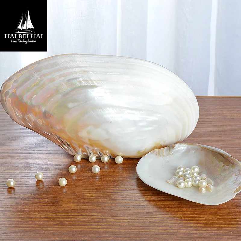 Mediterranean Sea Natural Glossy Conch Shell Pearl Shell Peeling Shell ...