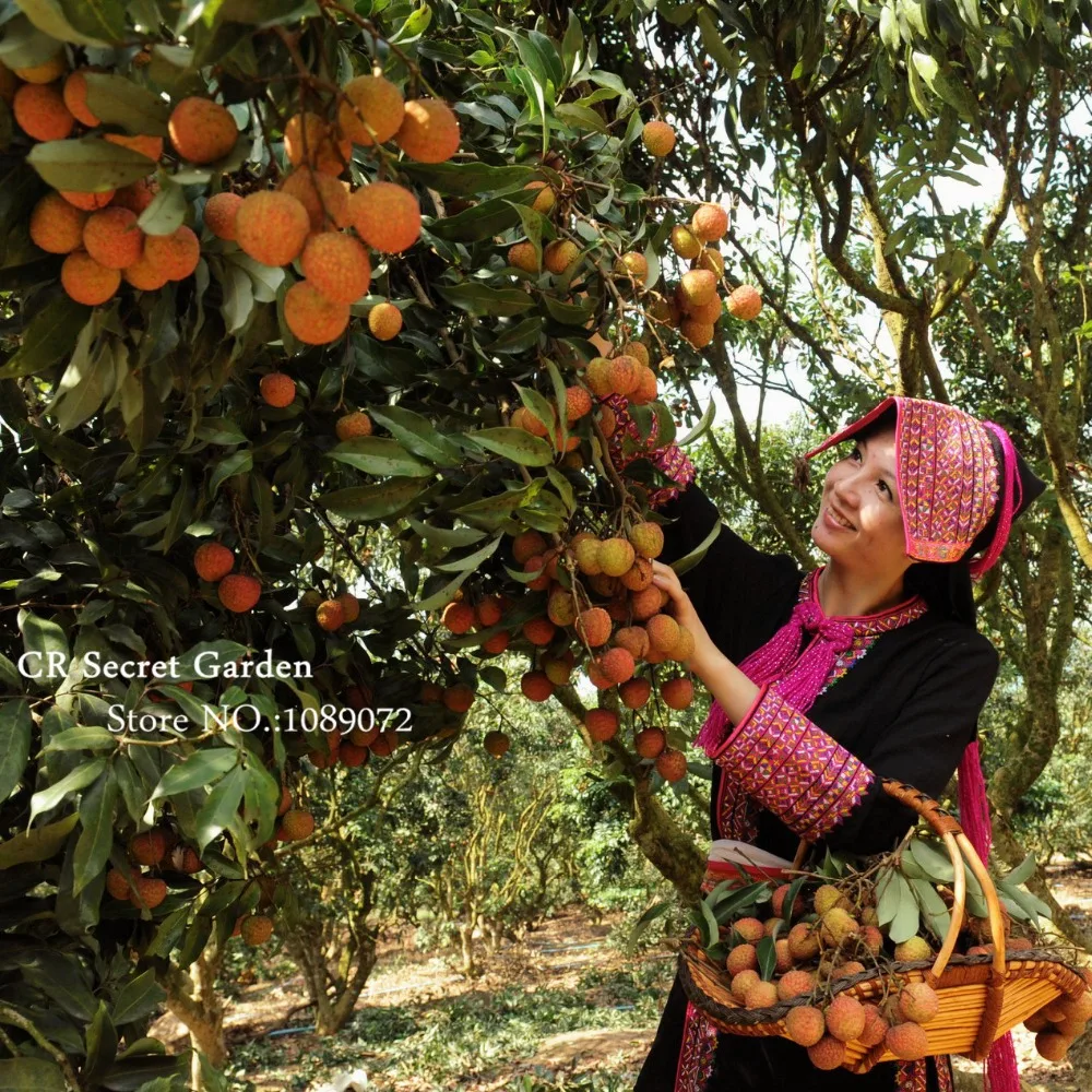 Wholesale New 100pcs Good quality Fresh healthy fruit Lychee Lychy ...