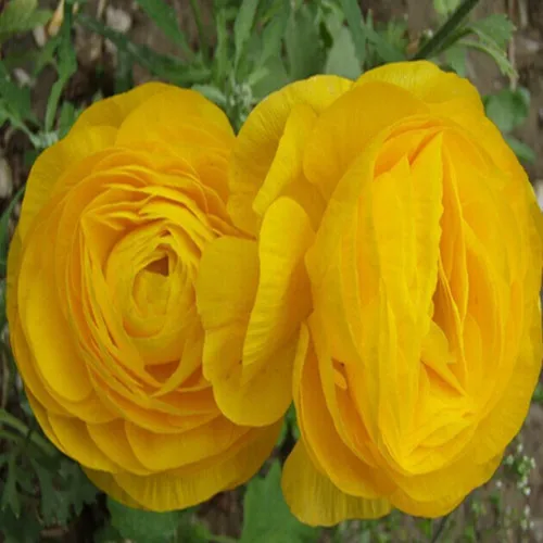 Multi-Color Ranunculus Asiaticus Flower Seeds, 100pcs/pack ...