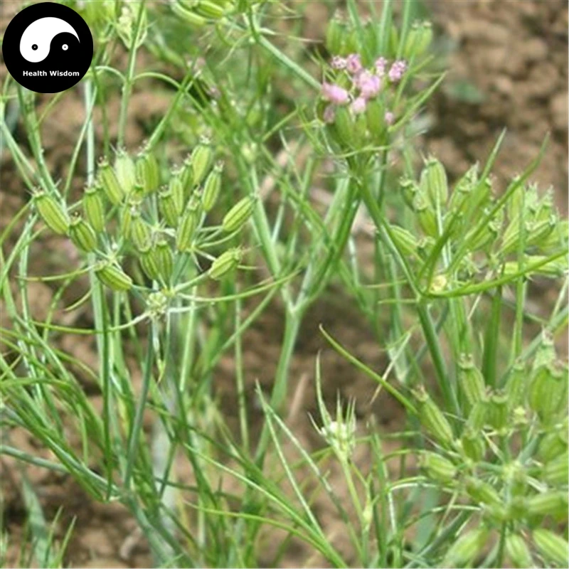 Buy Cuminum Cyminum Semente 400pcs Plant Herb Cumin For Chinese Spices Zi Ran In Bonsai From