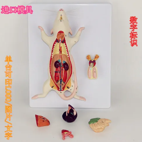 Anatomy Of A Mouse Mouse