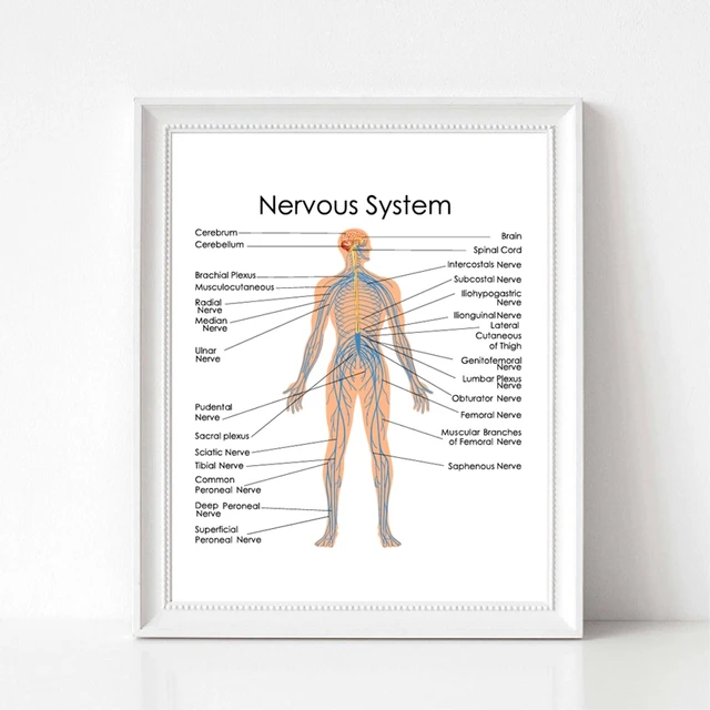Nervous System Diagram Blank