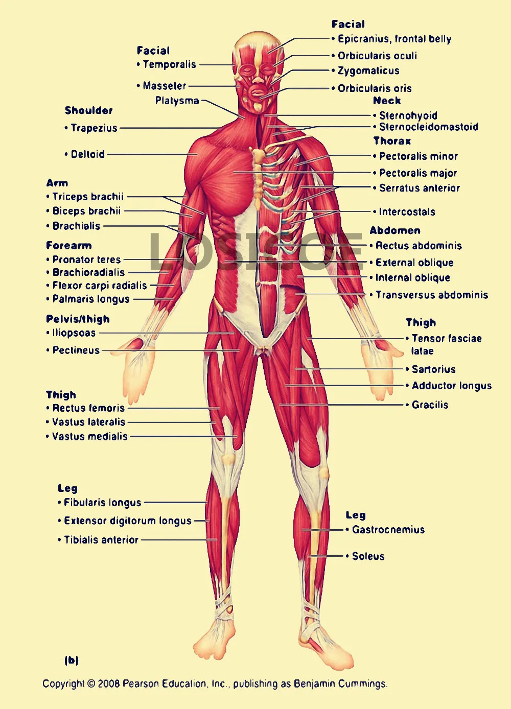High Definition Human Muscle Medicine Anatomy Posters Retro Kraft Paper 