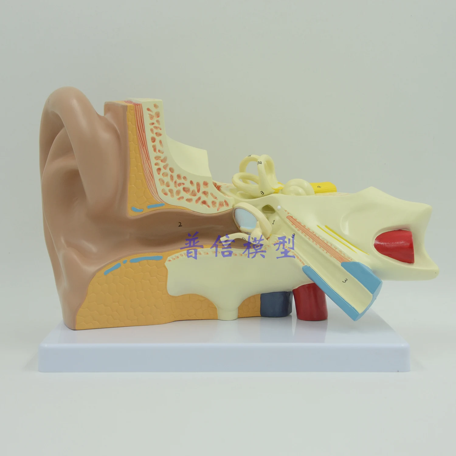 Medical Human Anatomical Ear Model Enlarge Ear Models Inner Ear ...