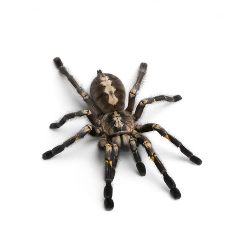 3D Car Sticker Animals Bumper Spider Gecko Scorpions For Toyota Toyota ...