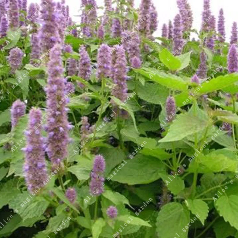 ZLKING 100Pcs Chinese Patchouli Grass Bonsai Seeds High Germination ...