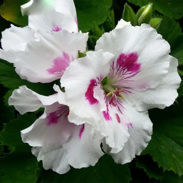 20PCS Seeds Rare Purple Geranium Garden Geranium Flower – GreenSeedGarden