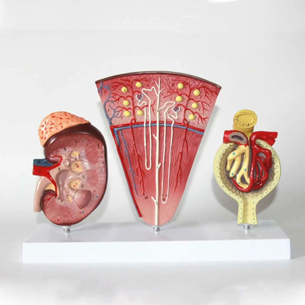Life-Size-3-Pcs-Kidney-and-Urinary-System-Model-Adrenal-Gland-Nephron ...
