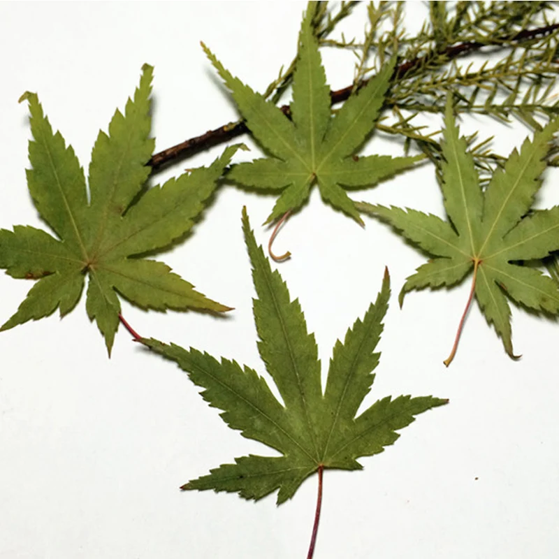 10 Pcs Dried Maple Leaf Specimen Seven Angle Maple And Five Angle Maple ...