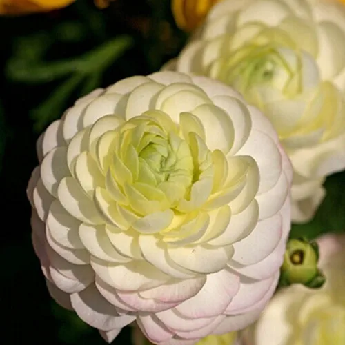 Multi-Color Ranunculus Asiaticus Flower Seeds, 100pcs/pack ...