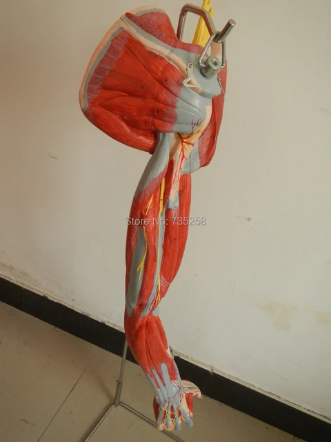 Upper Limb Muscles Model