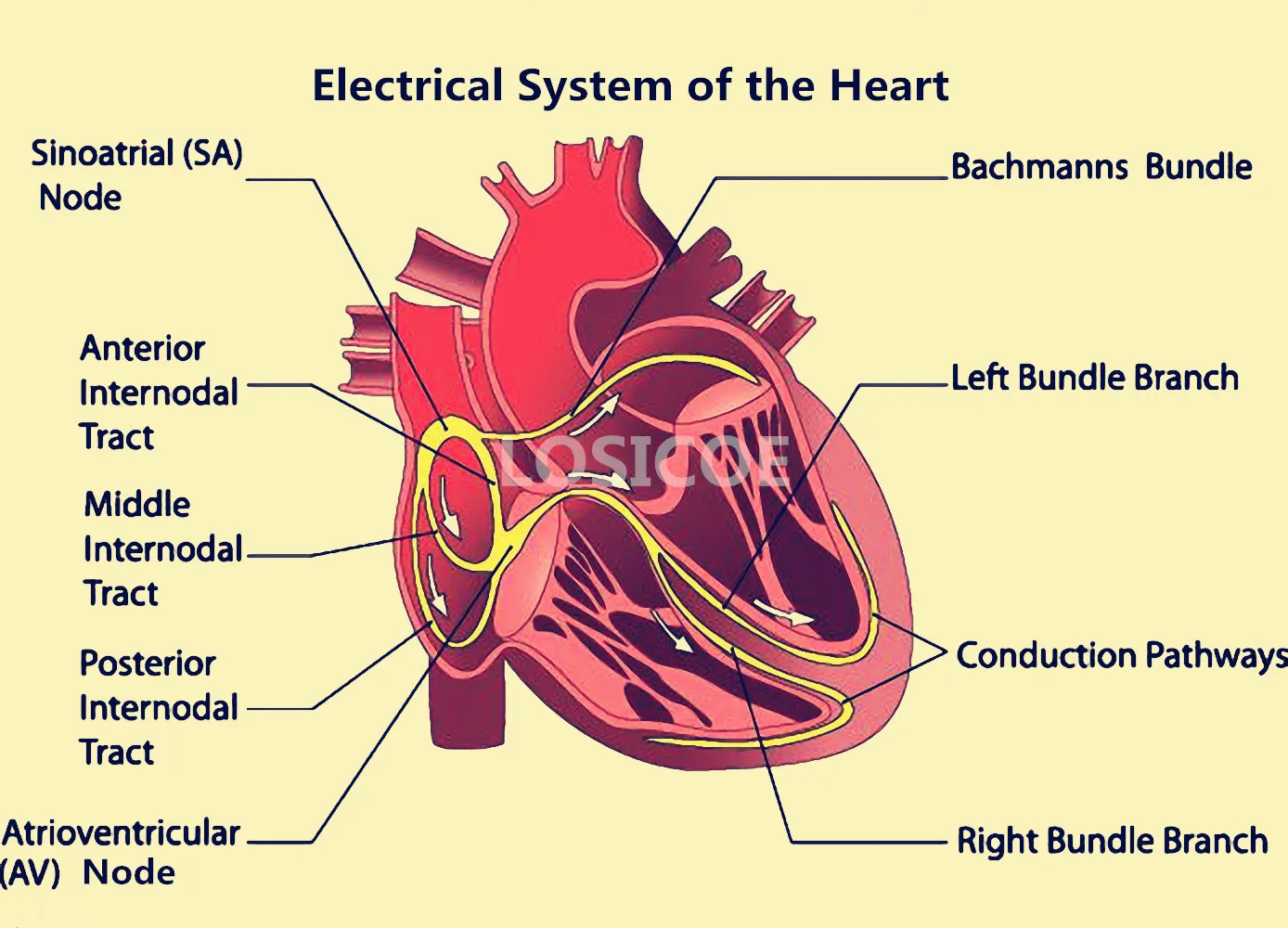 Electrical System Of The Heart Medicine Human Anatomy Retro Kraft Paper Posters Placard Wall