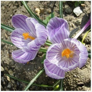 1 pc Saffron Bulb ,Saffron Flower Bulb ,Saffron Crocus Bulb , 1 bulb/pack