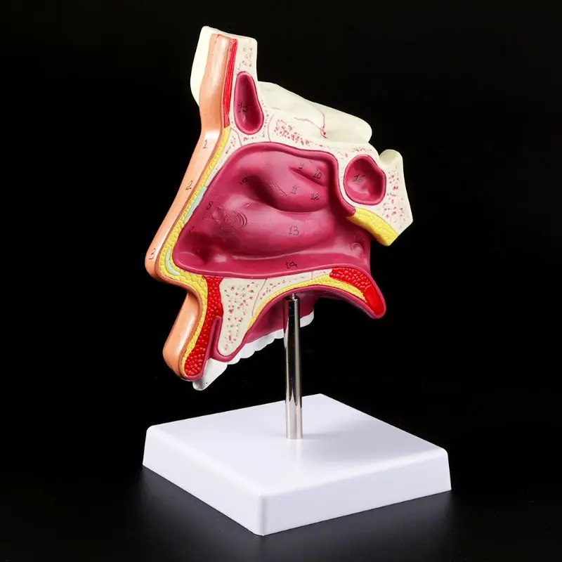 Human Nasal Cavity Anatomy Model Medical Nose Cavity Structure For ...