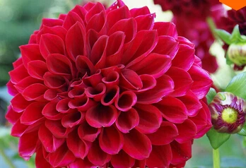 1 pcs Bulb Rare White Red Dahlia bulbs Charming Flower Bonsai Plants ...