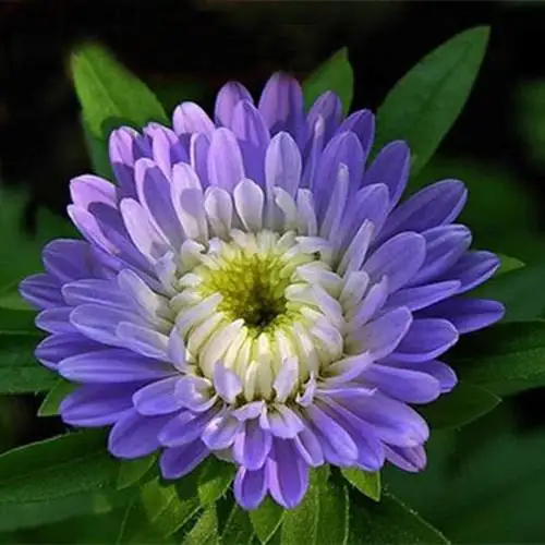 Aster Flower Seeds, 100pcs/pack