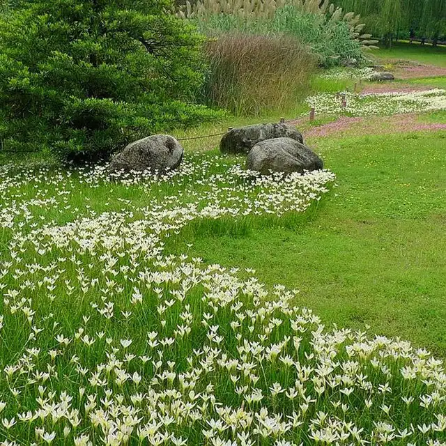 Zephyranthes Candida Seed, Onion Orchid Seeds, 100pcs/pack