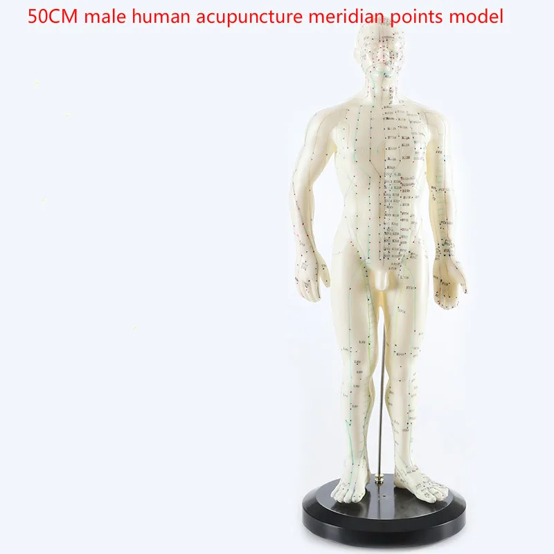 Human English-Chinese body acupuncture point model meridian model of ...