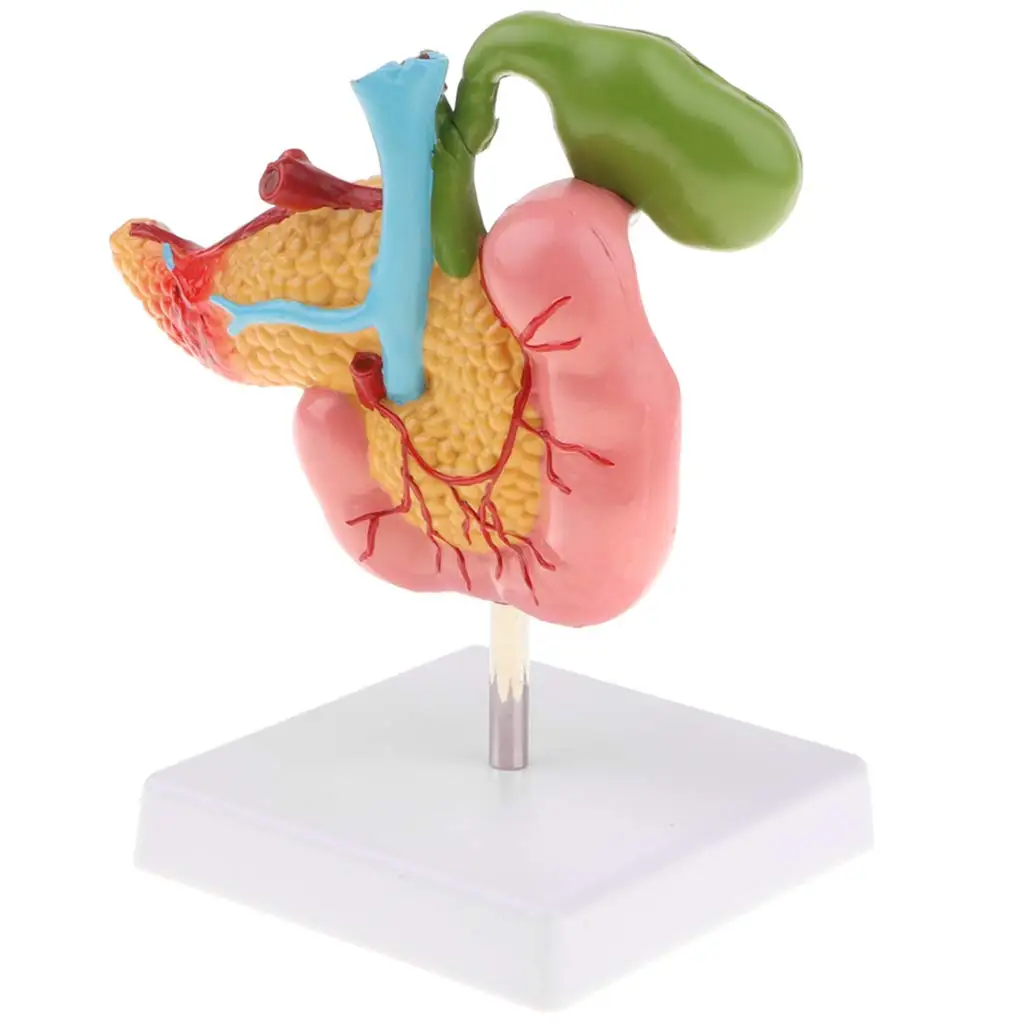 1: 1 Gallbladder Duodenum Pancreas Model Human Organ Anatomical Model ...