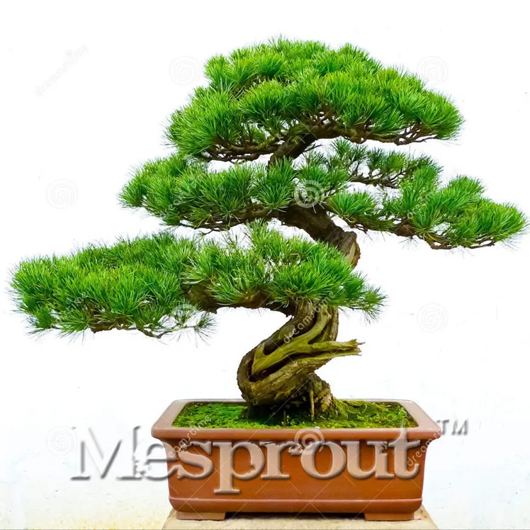 30Pcs Japanese Red Cedar Cryptomeria japonica Sugi Tree Seeds - Pure Bonsai