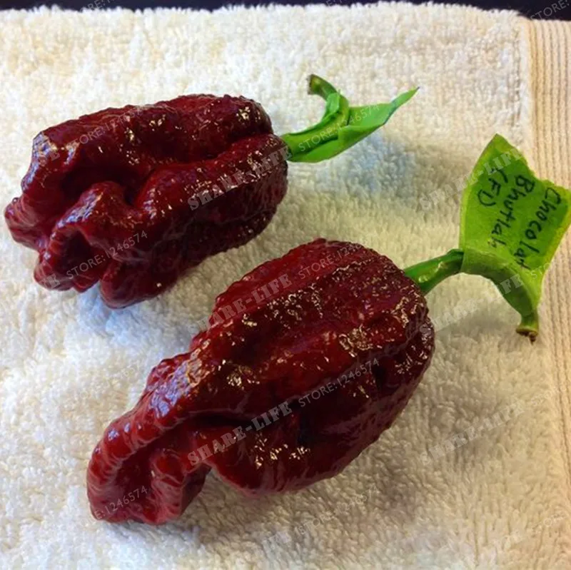 100PCS The Devil Pepper Seeds , Hottest Chili in The World ,100% Fresh ...
