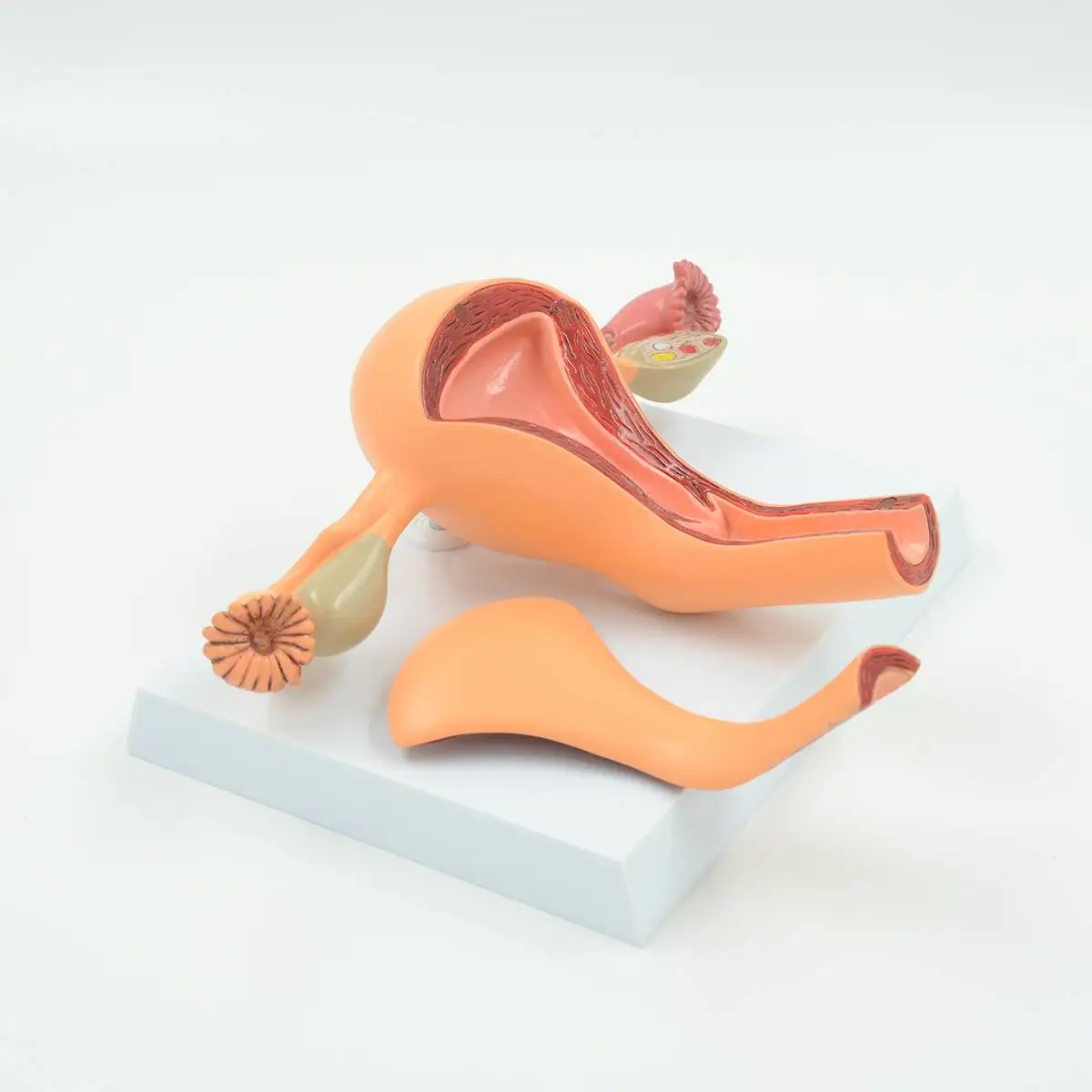 2 Part Anatomical Healthy Human Female Uterus Ovary Model Women Medical ...