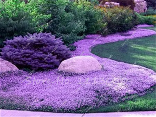 Blue creeping thyme ground cover - guglmonsters