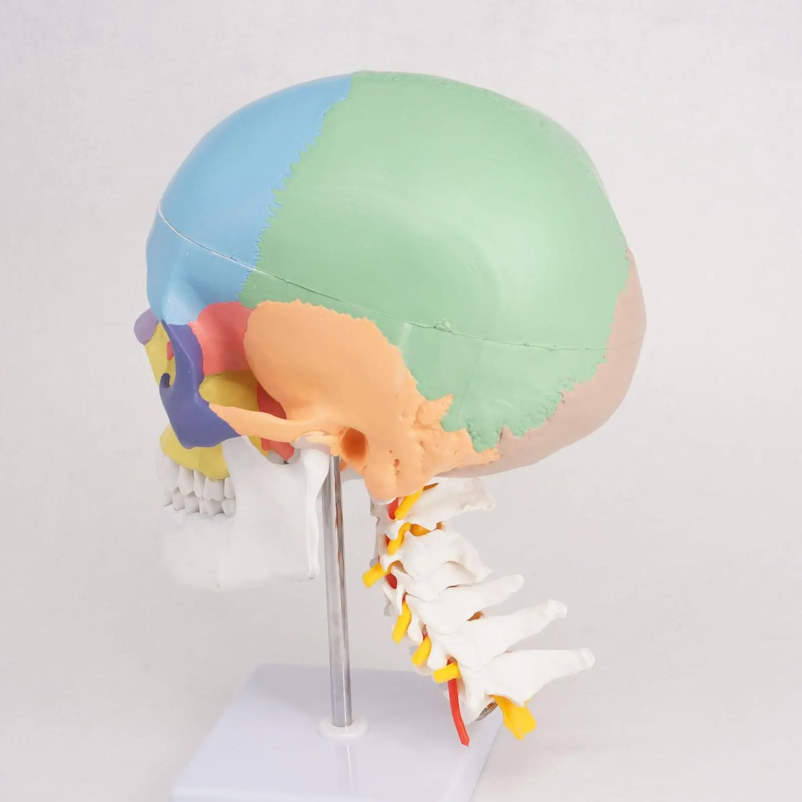 Colored Function Human Skull Cervical Vertebrae With Nerves Anatomical ...