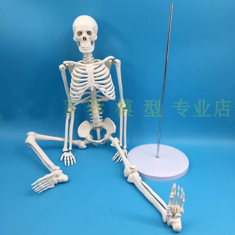 85Cm Human Body Skeletal Model Body Bone Anatomical Model for Medical ...