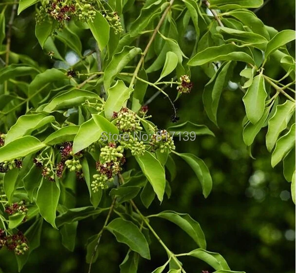 White Sandalwood Tree Santalum Album L Buy Images 6 Seeds Home Garden ...