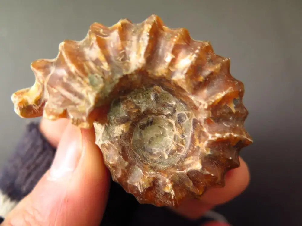 free shipping 56g NATURAL Polished "Goat Horn" Fossil Ammonite ...