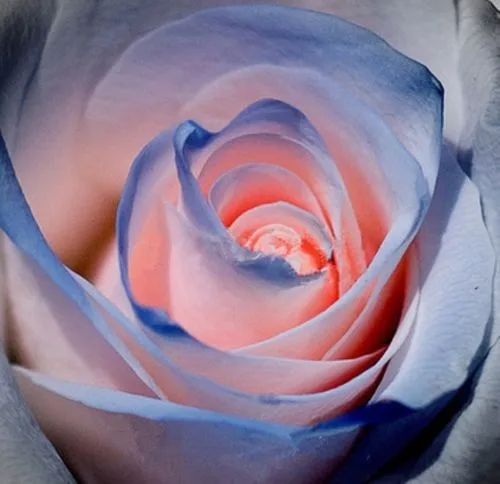 100 piece Blue and Pink Rose rare color rich aroma DIY Home Garden-in ...