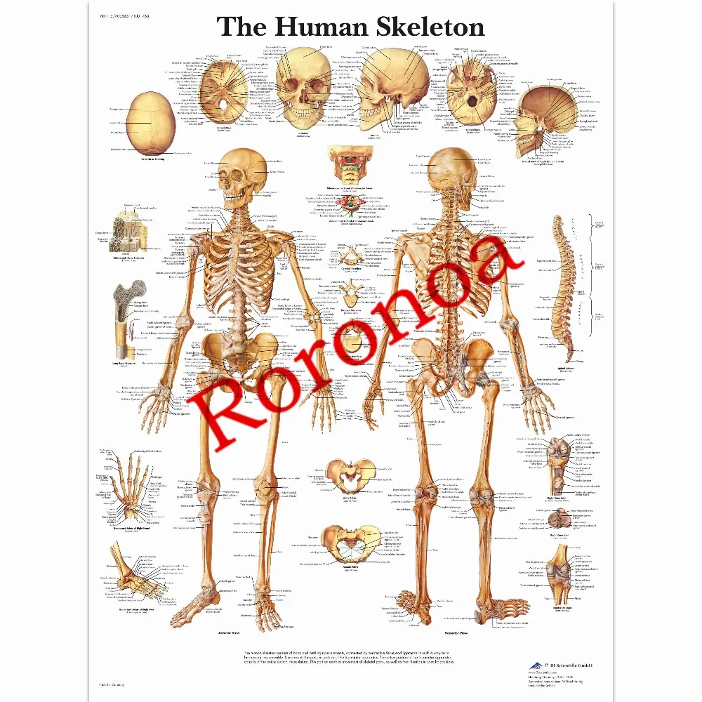 Vintage The Skeleton Posters Kraft Paper Painting Wall Sticker Print ...