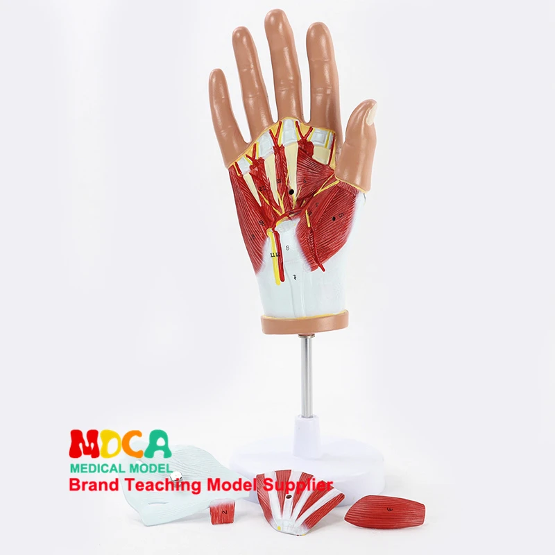 Medical-Hand-Painting-Muscle-Hand-Anatomy-Model-Tendon-Model-Palm-Model ...