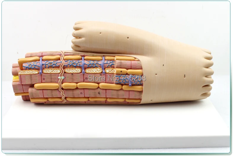 Smooth Muscle Anatomy Model,ten Thousand Times Magnification Smooth ...