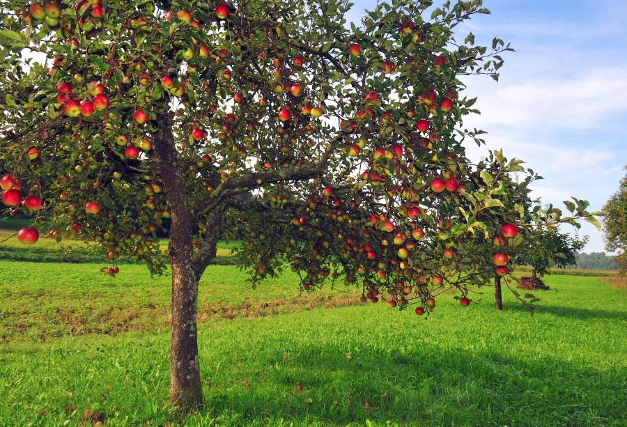 Laeacco Rural Farm Fruit Tree Grassland Landscape Photography Backdrops ... Laeacco Rural Farm Fruit Tree Grassland Landscape Photography Backdrops ...