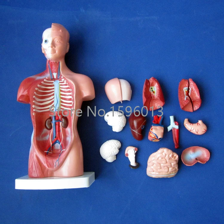 26cm Torso Model with Internal Organs 15 Parts, Anatomical Human Body ...