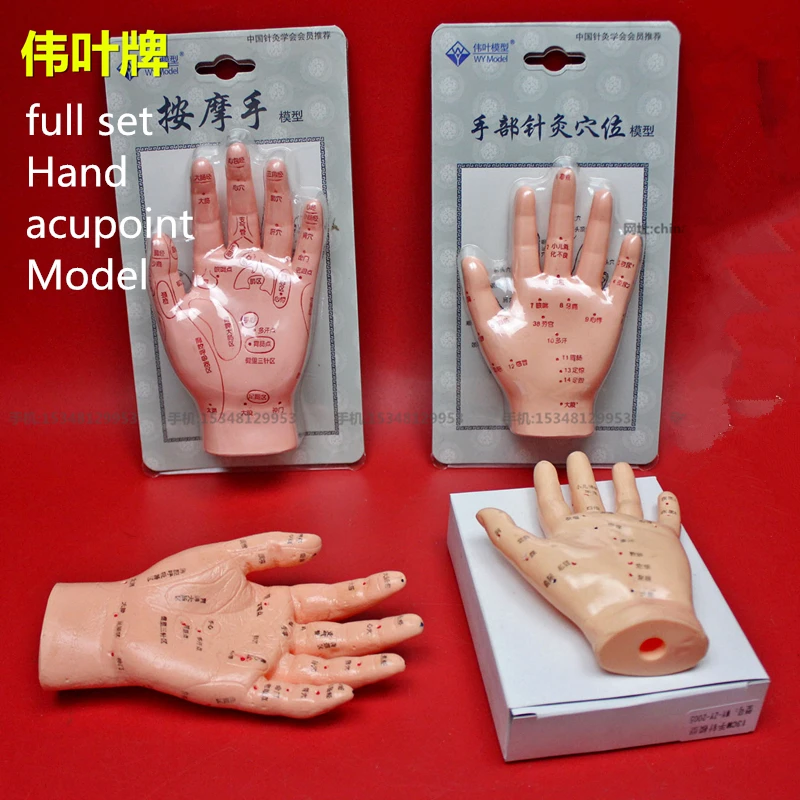 Medical Teaching Hd Hand Acupoint Model Finger Acupuncture Model Palm ...
