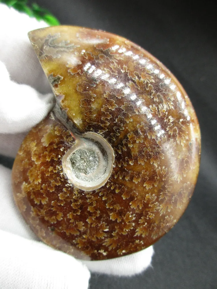 Cool Fossils Natural Ammonite Fossil Conch Specimen – Crystal Healing ...