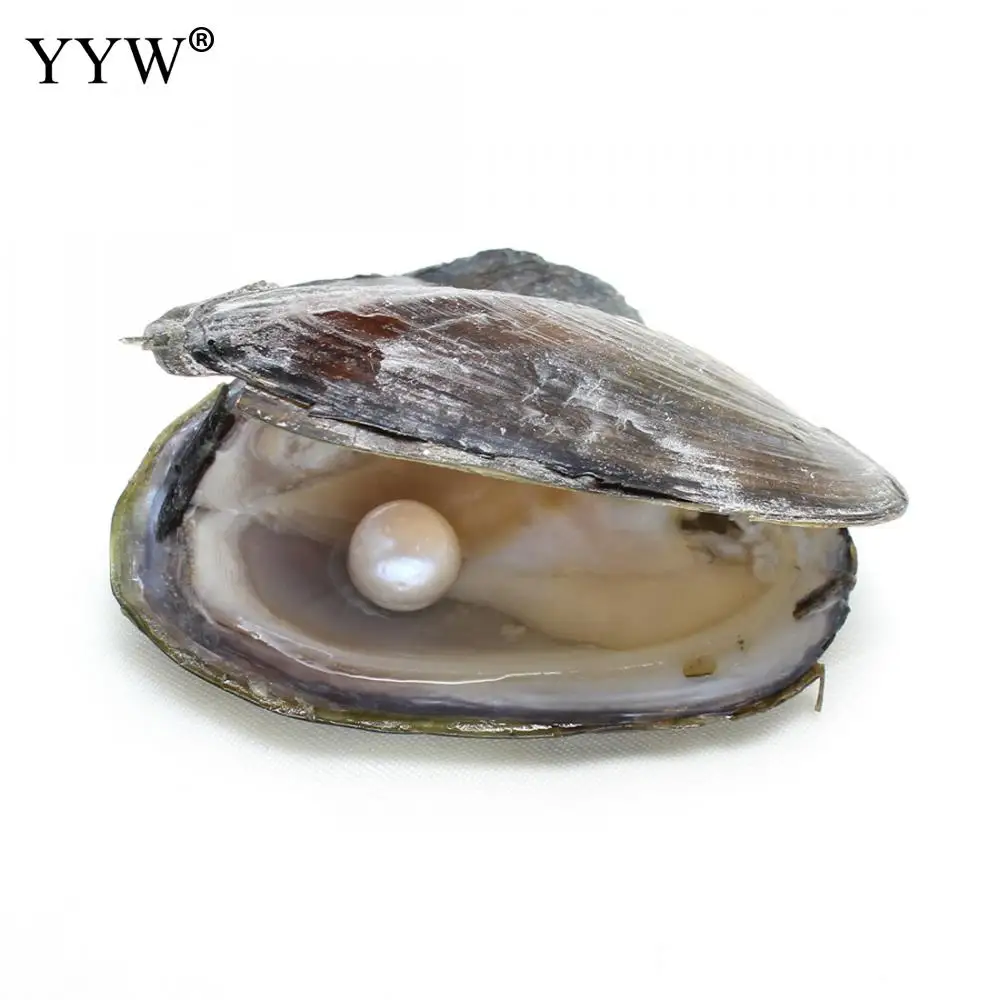 Pearl Oyster Freshwater Cultured Love Wish Pearl Oyster Freshwater ... Pearl Oyster Freshwater Cultured Love Wish Pearl Oyster Freshwater ...