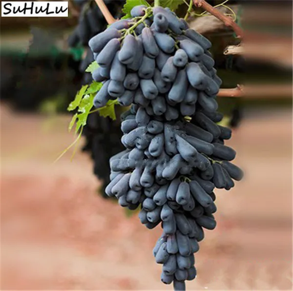 Rare Black Finger Grape Heirloom Organic Fruit Natural Growth Tree Climbing Plants Diy Home ...