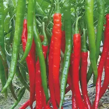 Red Long Chili Seeds, 100pcs/pack