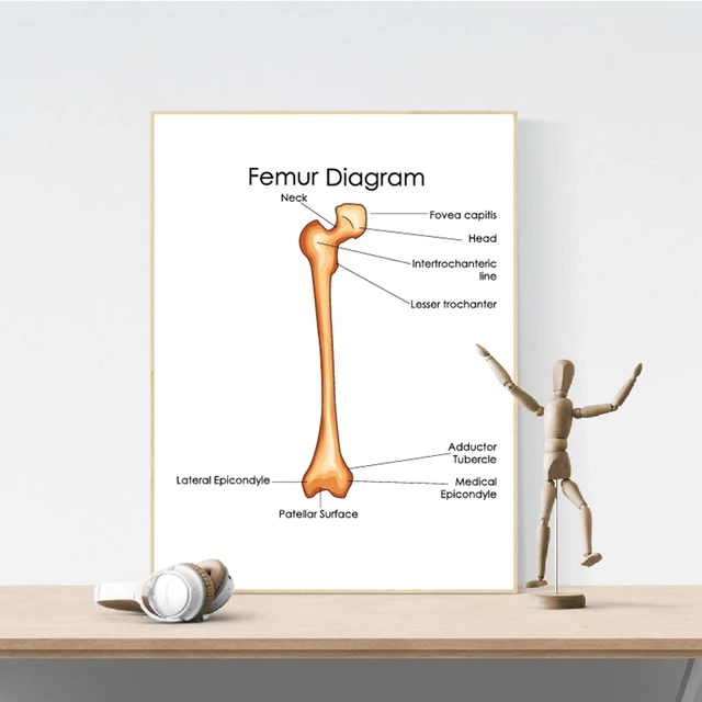 Femur Diagram Labeled